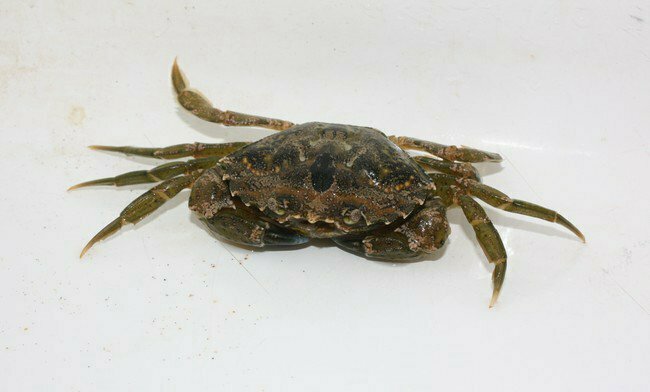 jaguar round crab from El Ouatia, Maroko on April 28, 2009 by Andrej ...