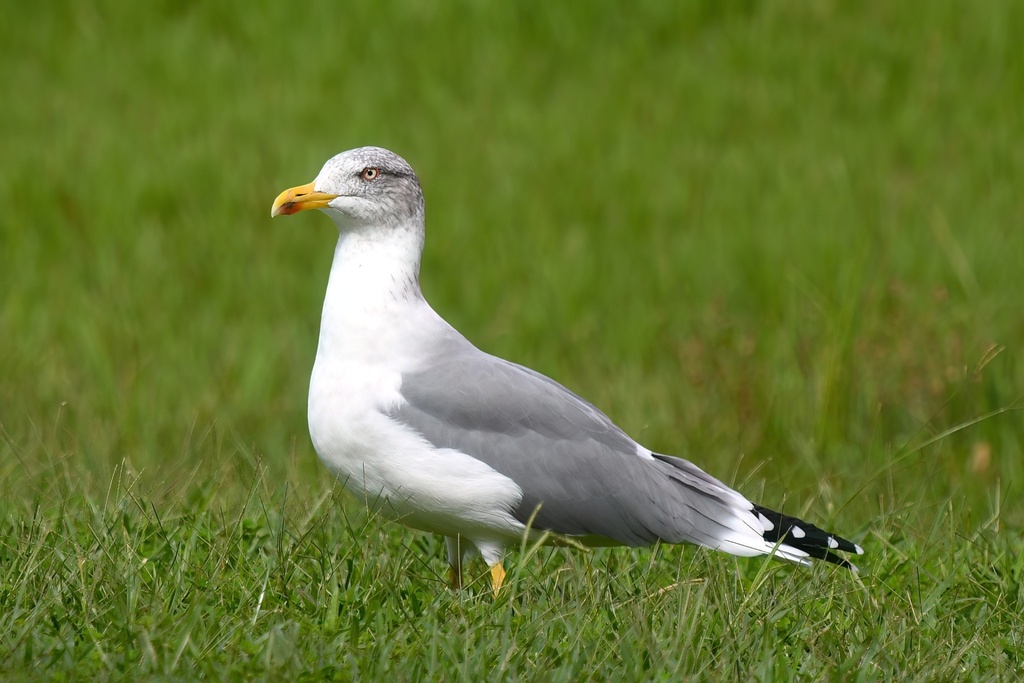 Azorean Gull from Ponta Delgada, Portugal on October 12, 2023 at 09:57 ...