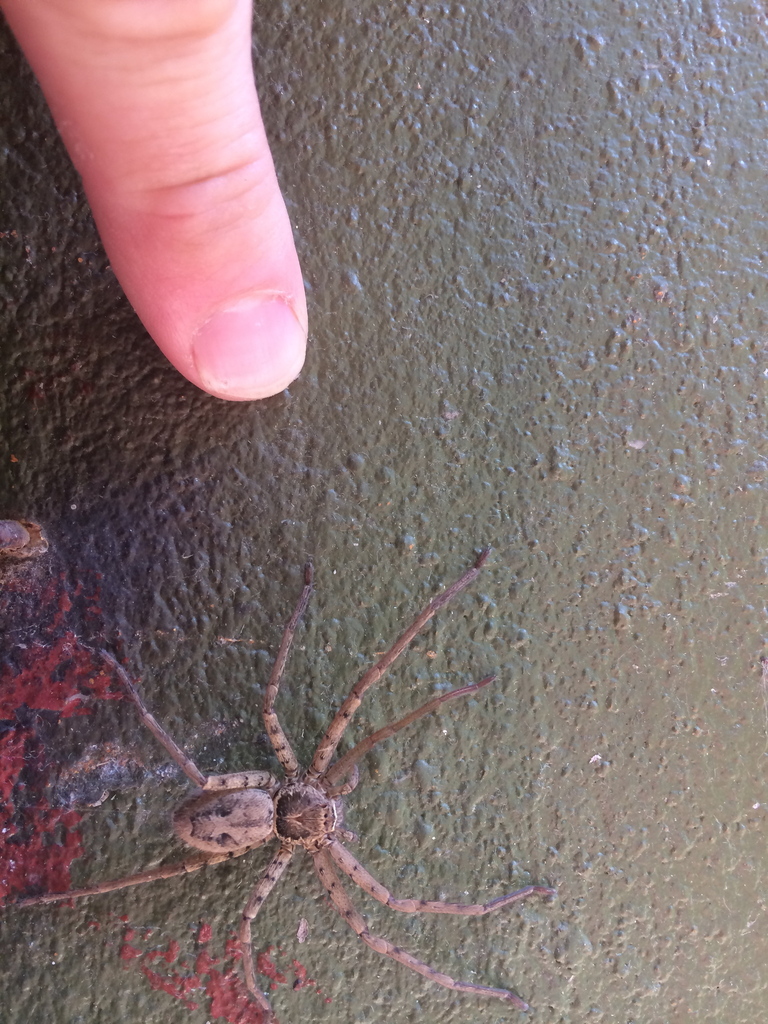 Pantropical Huntsman Spider from 48422 Yelapa, Jal. on March 27, 2014 ...