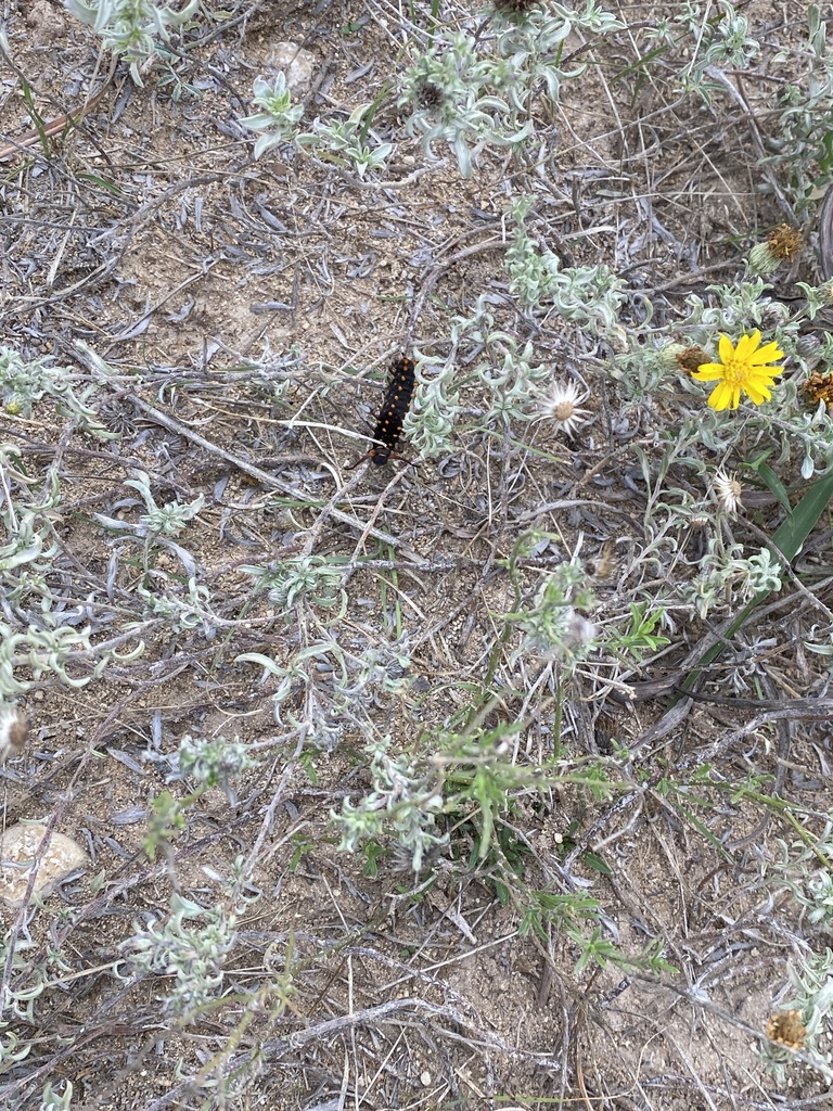 Pipevine Swallowtail from Oak Park Dr, Boerne, TX, US on October 12 ...