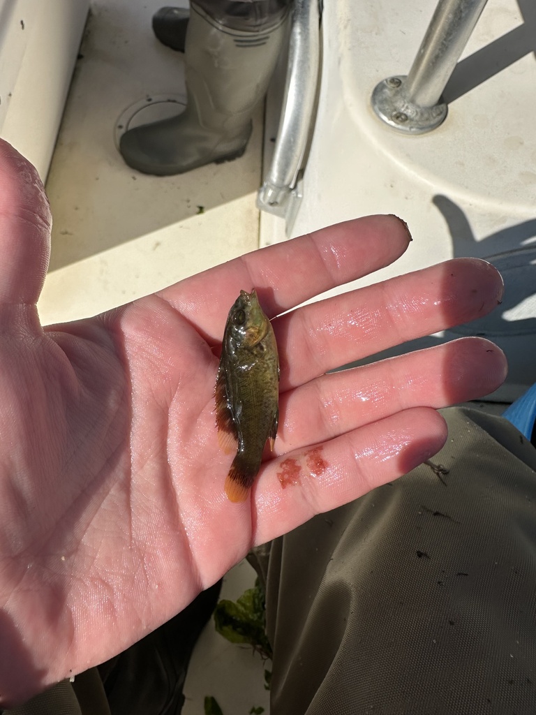 Tautog in October 2023 by Will Malloy · iNaturalist