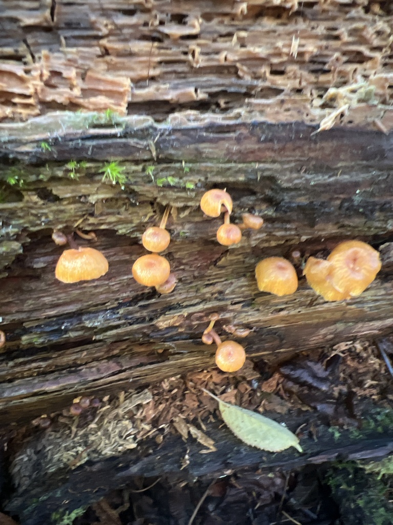Pinewood Gingertail from Lane Community College, Eugene, OR, US on ...