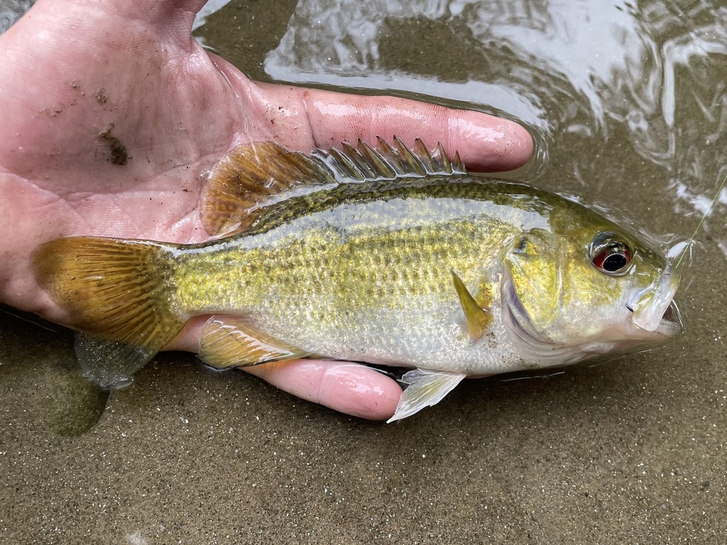 Rock Bass (Ambloplites rupestris) - Marine Life Identification
