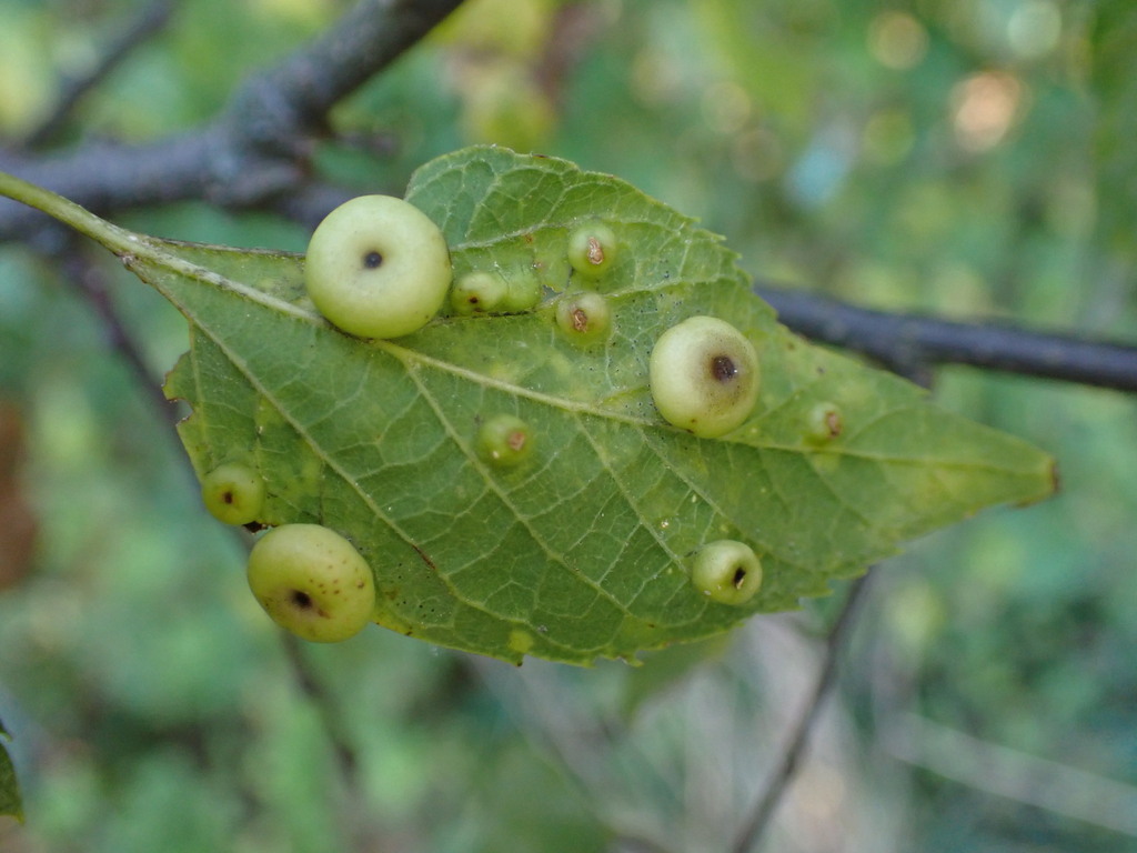 Hackberry Gall Psyllids from Chester County, PA, USA on October 12 ...