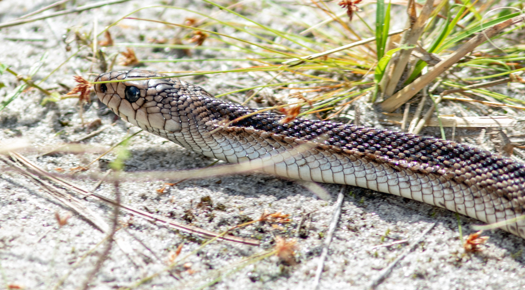 Florida Pine Snake in October 2023 by Mark + Holly Salvato · iNaturalist