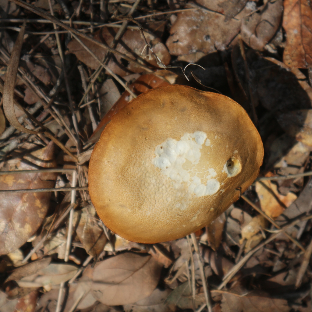 Xanthoconium from 1802 Sinclair Hills Rd, Lutz, FL 33549 on September ...