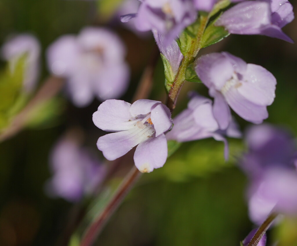 purple eyebright from Illawarra VIC 3381, Australia on September 5 ...