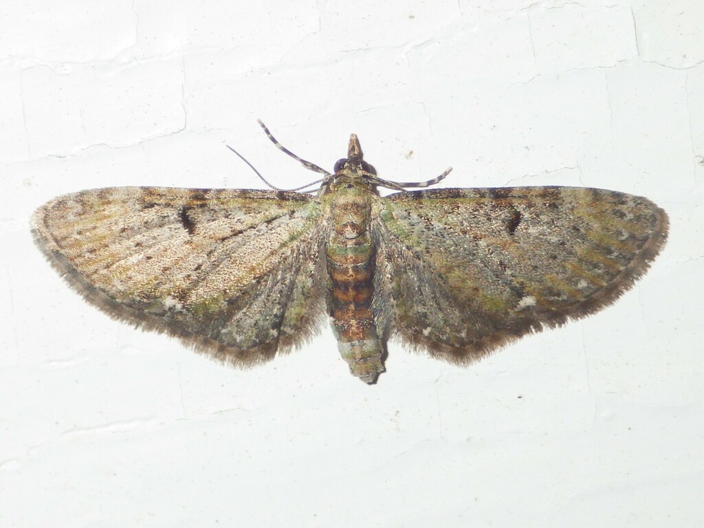 Common Eupithecia Moth from Fitzgerald Rd, Burdett, NY 14818, USA on ...