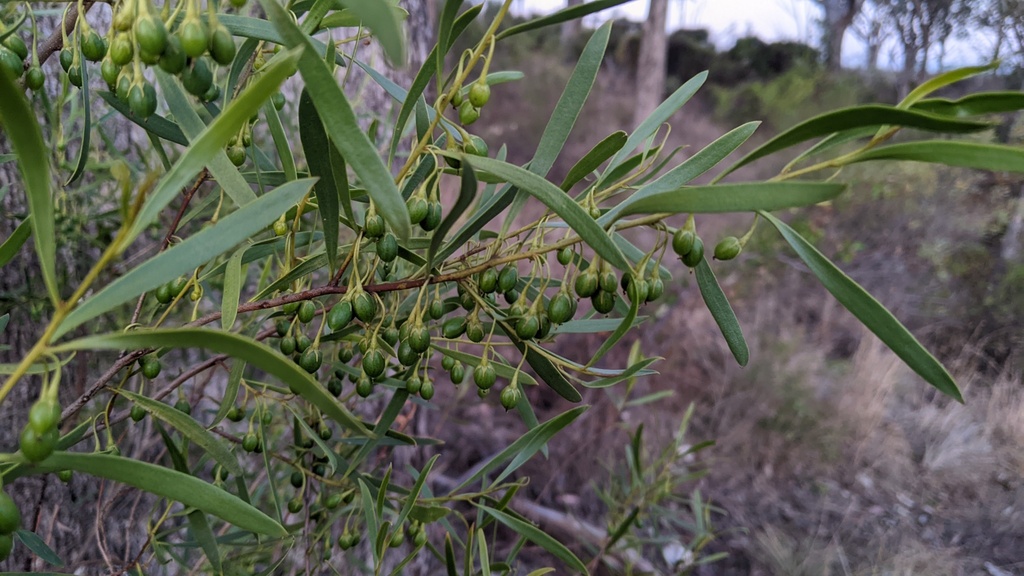 plants from Elsmore NSW 2360, Australia on October 12, 2023 at 07:02 PM ...