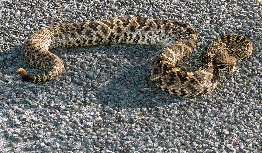 Eastern Diamondback Rattlesnake in December 2007 by Mark + Holly ...