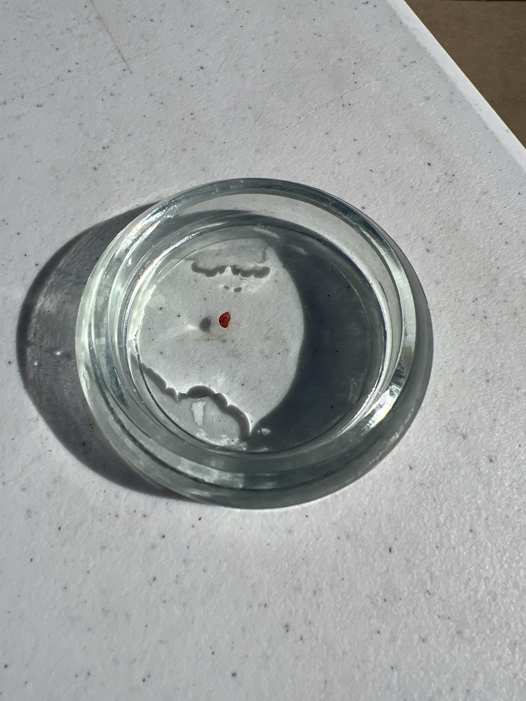 Amphipods from Moss Landing Marine Laboratories, Moss Landing, CA, US ...