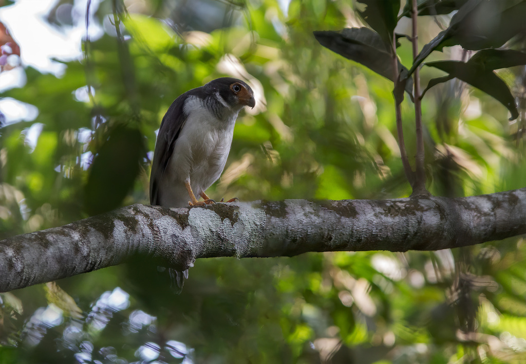 Cryptic Forest-Falcon from Sinop, MT on October 12, 2023 at 06:45 AM by ...