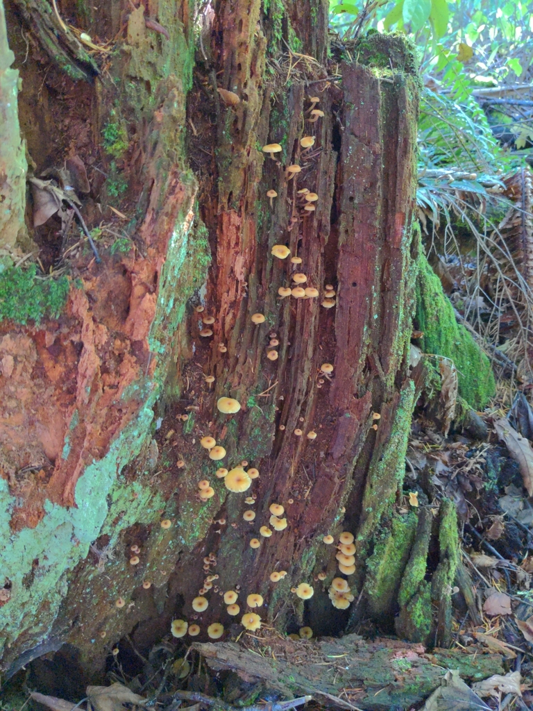 Pinewood Gingertail from Wilburton, Bellevue, WA, USA on October 12 ...