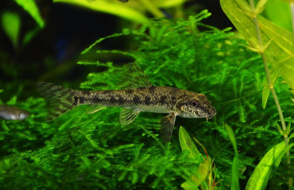Gudgeons (Gobionidae) - Marine Life Identification