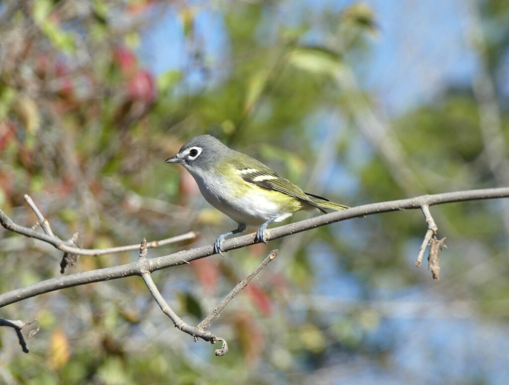 Blue-headed Vireo from Odessa Alvar, Lennox and Addington County, ON ...