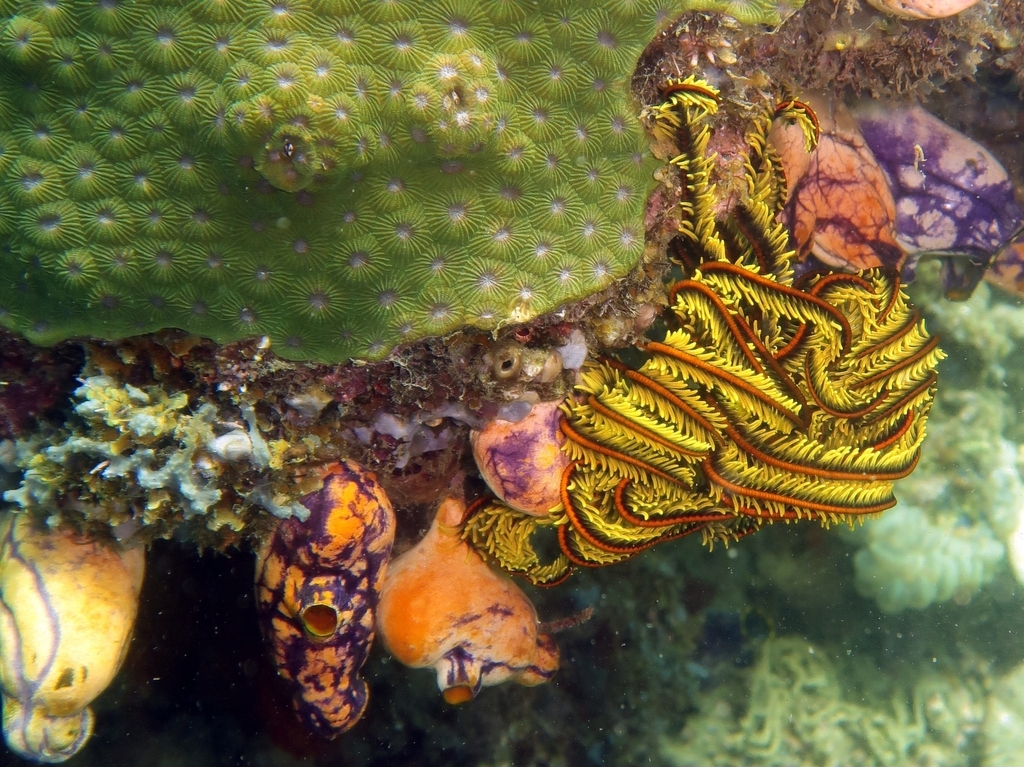 Golden Sea Squirt from Lady Di Reef, Kimbe Bay on September 18, 2023 at ...