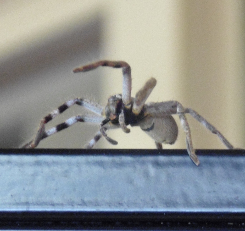 Cinnamon Huntsman from Bibaringa SA 5118, Australia on March 17, 2023 ...