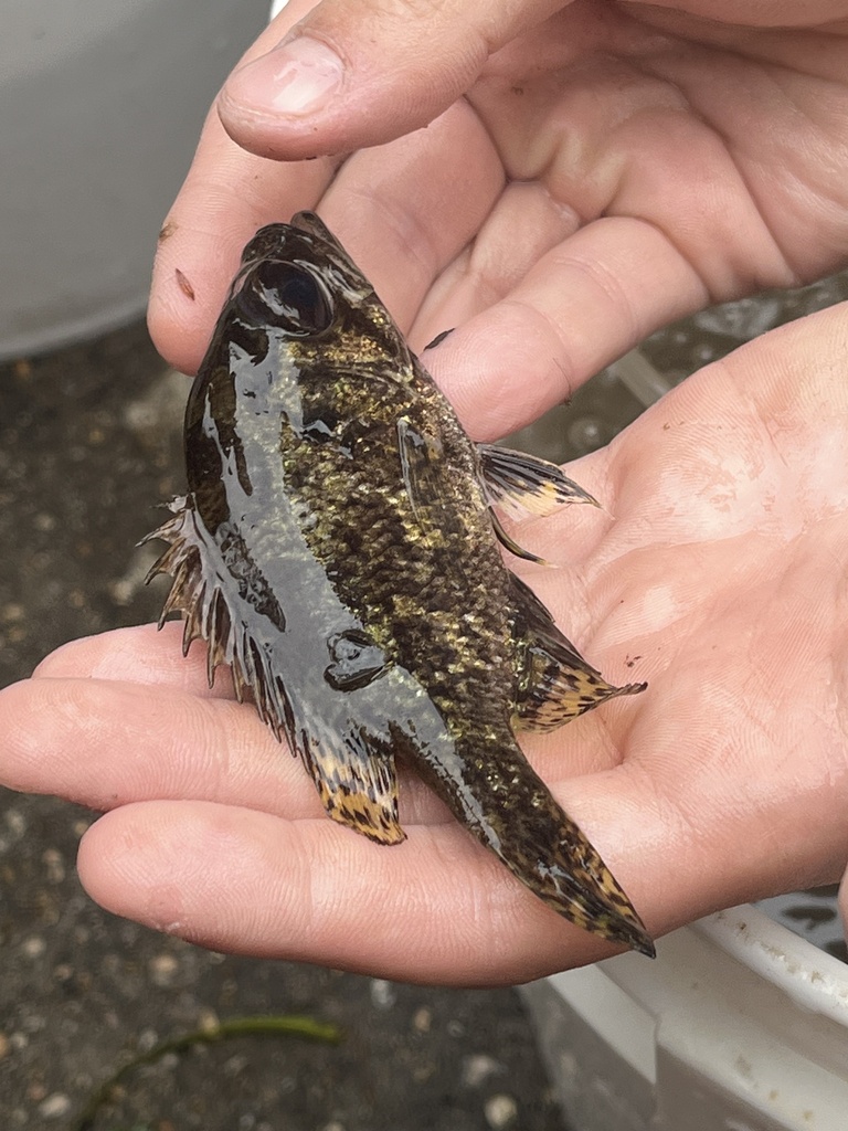 Shadow Bass in October 2023 by Nick Ramsey · iNaturalist