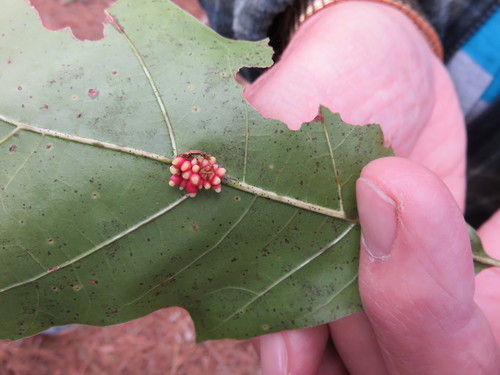 Dryocosmus deciduus (Gall Insects of the Southern Tier of New York ...