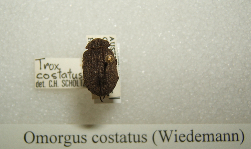 Omorgus costatus · iNaturalist