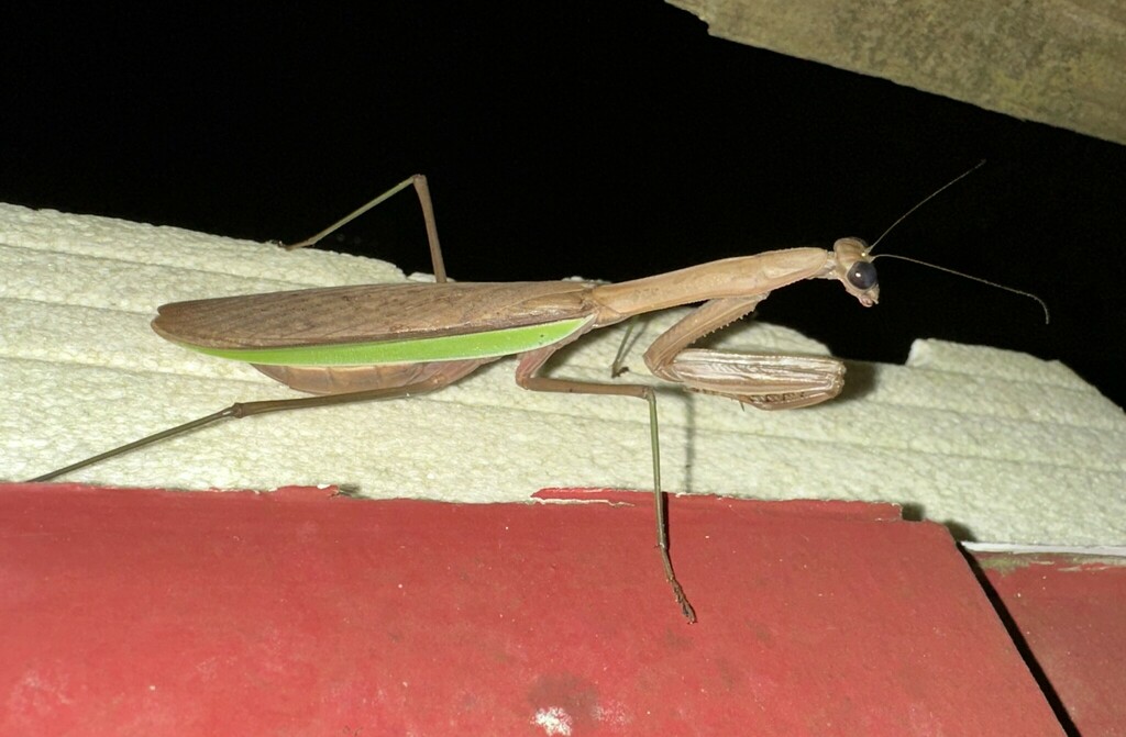 Chinese Mantis from Paint Rock Forest Research Center, red house ...