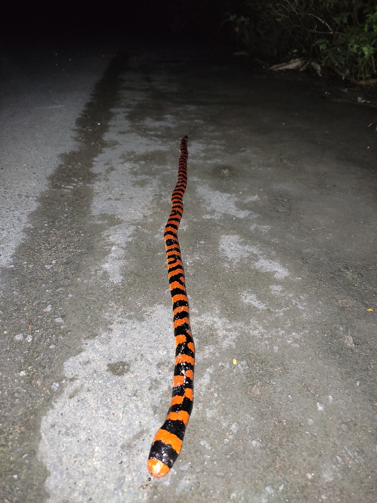 False Coral Snake from Itacoatiara - AM, 69100-000, Brasil on July 21 ...