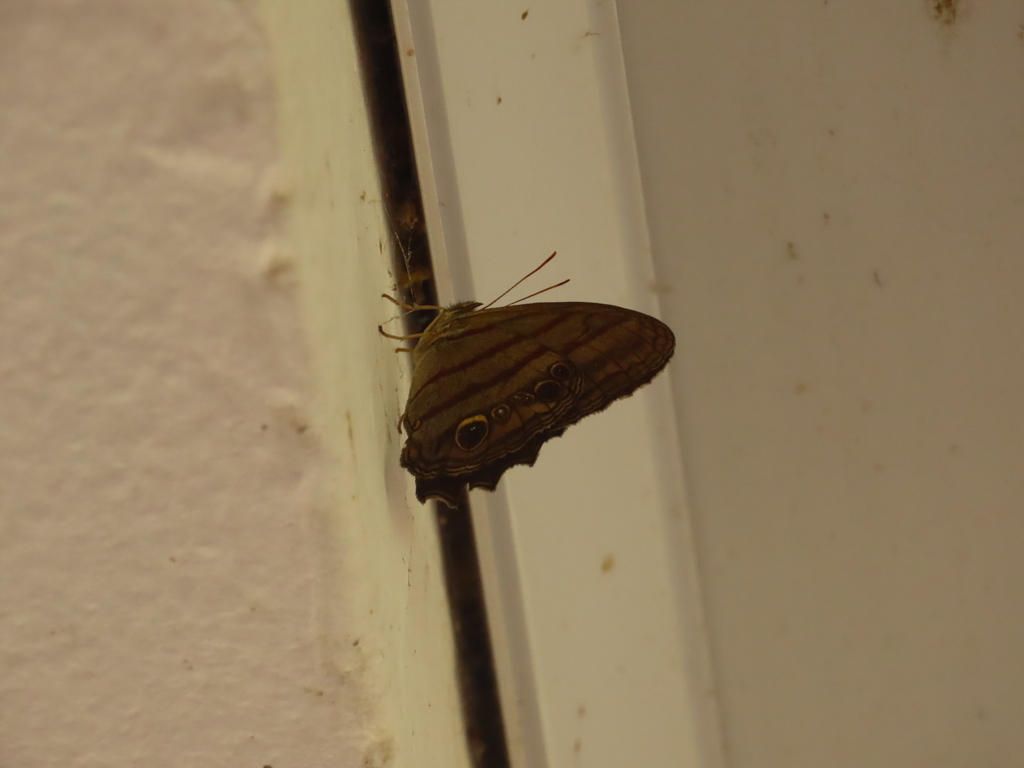 Blue-gray Satyr from Las Lajas, Panamá on October 12, 2023 at 11:46 AM ...