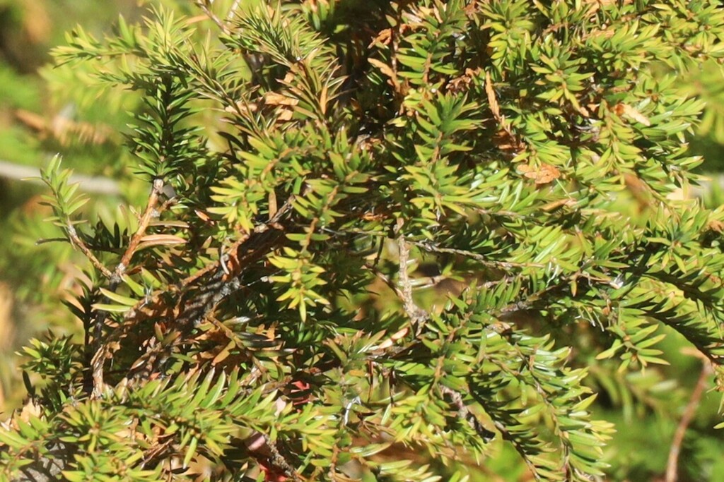 common juniper from Thessalon, ON, Canada on October 12, 2023 at 10:00 ...