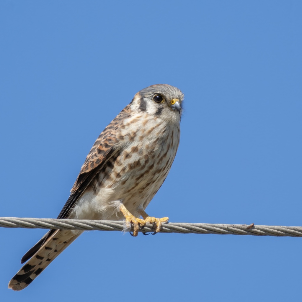 American Kestrel from Ag fields on October 12, 2023 at 03:18 PM by Mike ...