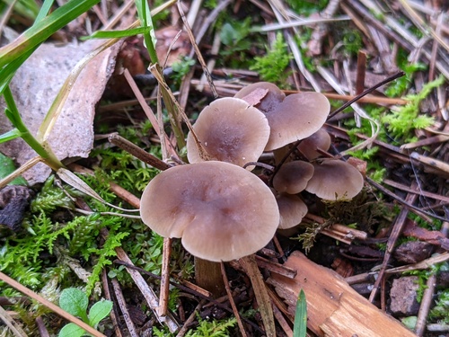 Hydropus hymenocephalus · iNaturalist Australia