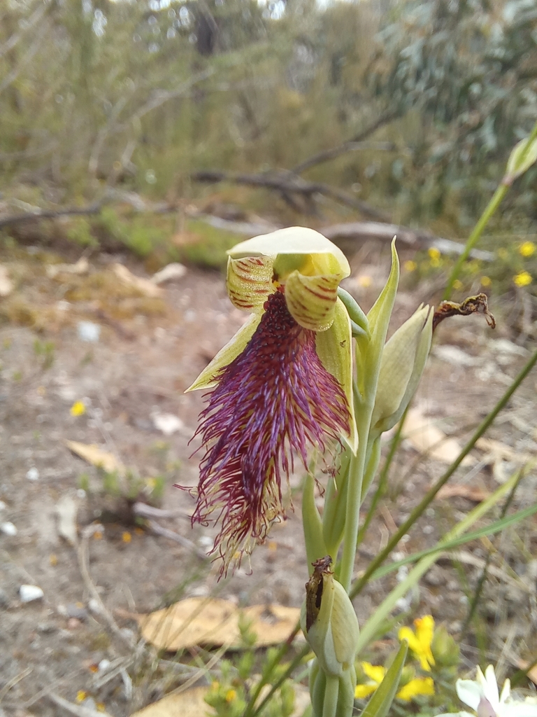Purple Beard Orchid from Bradbury SA 5153, Australia on October 12 ...