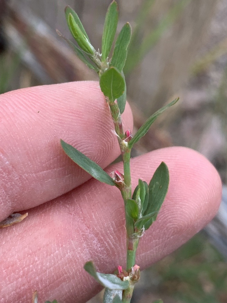 Small's Knotweed from Lincoln National Forest, Nogal, NM, US on August ...