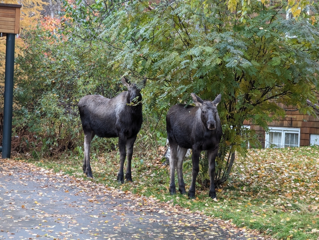 Moose from South Addition, Anchorage, AK, USA on October 12, 2023 at 05 ...