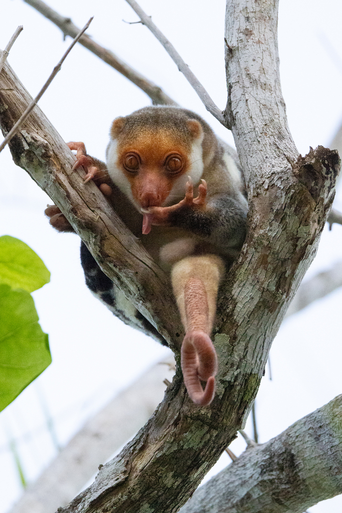 Waigeo Cuscus in September 2023 by John D Reynolds. Raja Ampat ...