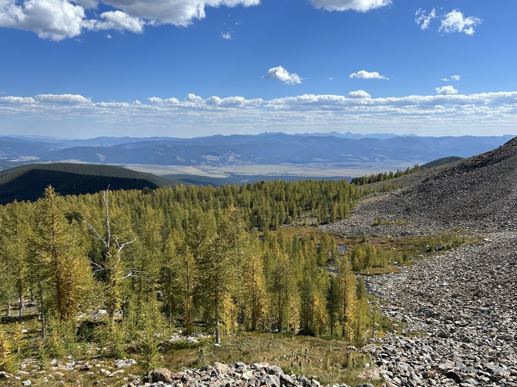 subalpine larch from Beaverhead-Deerlodge National Forest, Anaconda, MT ...