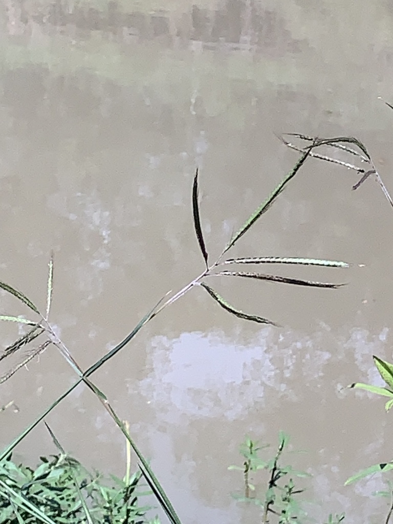 Angleton Bluestem from Chocolate Bayou, Alvin, TX, US on October 12 ...