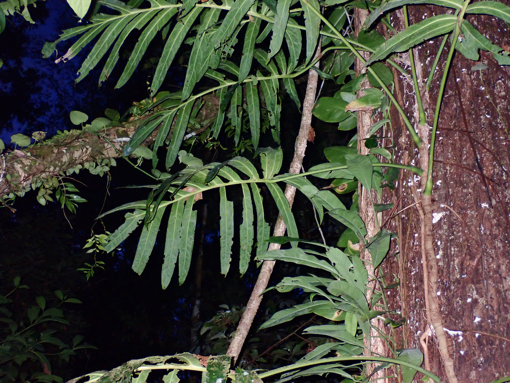 Amydrium zippelianum from Waigeo. Raja Ampat Regency, West Papua ...