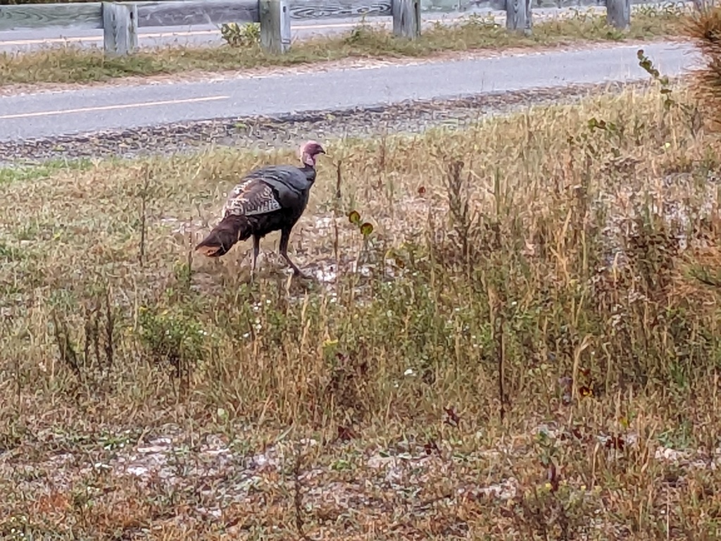 Wild Turkey from Worcester County, MD, USA on October 12, 2023 at 07:59 ...
