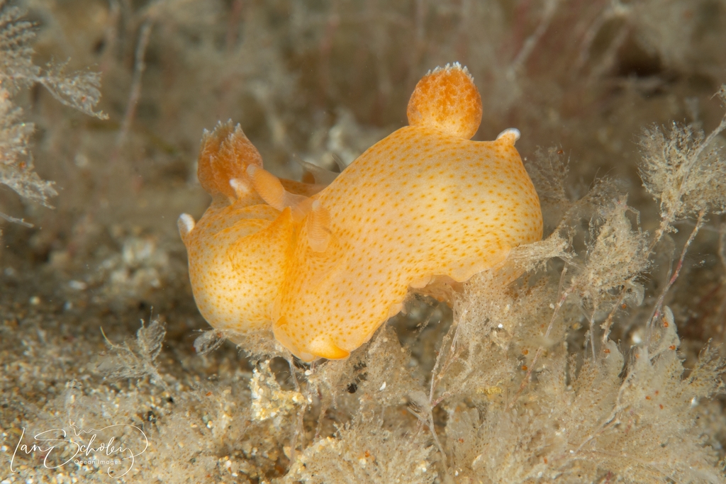 Polycera from Victoria, Australia on October 12, 2023 at 08:23 PM by ...
