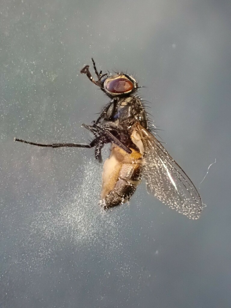 Fly Death Fungi in October 2023 by cpar. tentative, but this dead fly ...