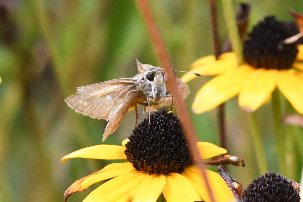 Grass Skippers from 1194 Newfound Gap Rd, Cherokee, NC 28719 on October ...