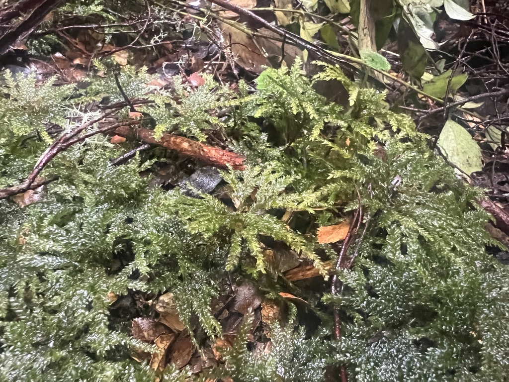 plants from Tarra Bulga National Park, Balook, VIC, AU on October 5 ...