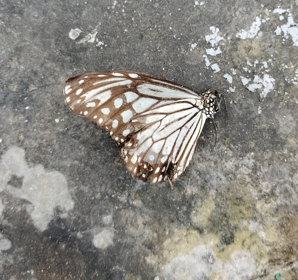 Glassy Tiger from Almora on October 11, 2023 at 01:46 PM by Jagdish ...