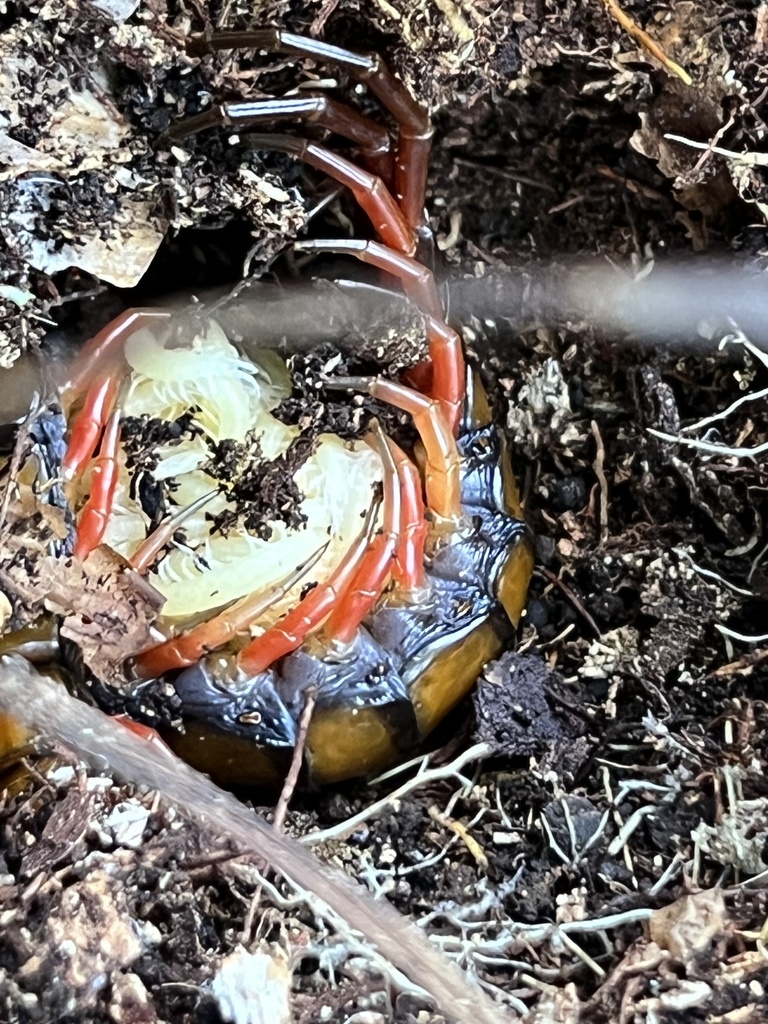 Pacific Giant Centipede from Jamaica, Portland, Surrey County, JM on ...