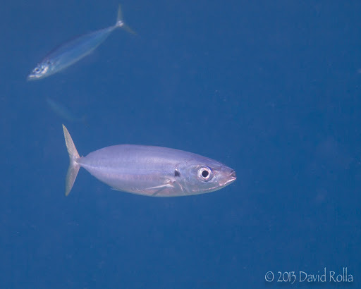 Mackerel Scad (Decapterus macarellus) - Marine Life Identification