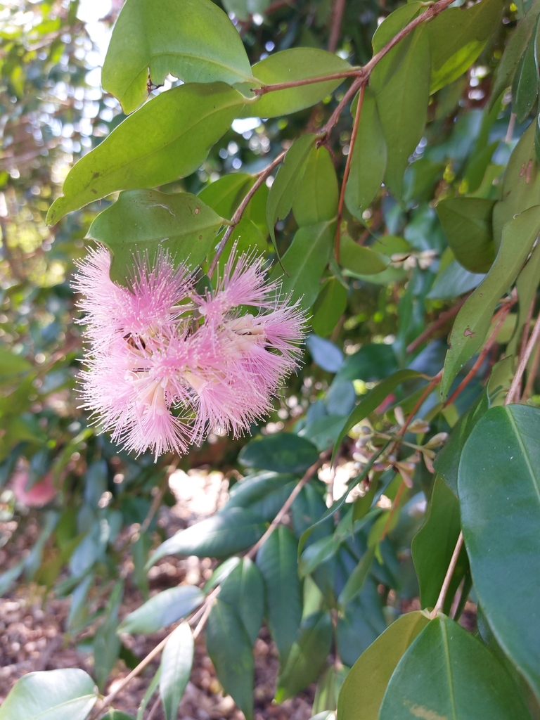 Waterberries from Verrierdale QLD 4562, Australia on October 13, 2023 ...