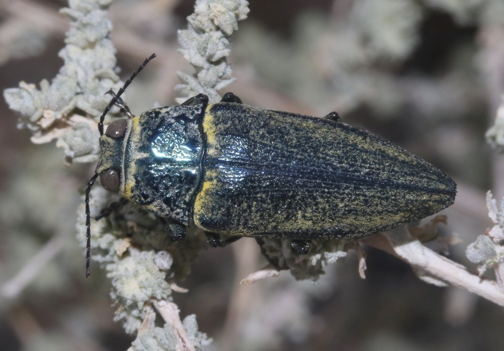 Gyascutus from Inyo County, CA, USA on October 8, 2023 at 05:40 PM by ...