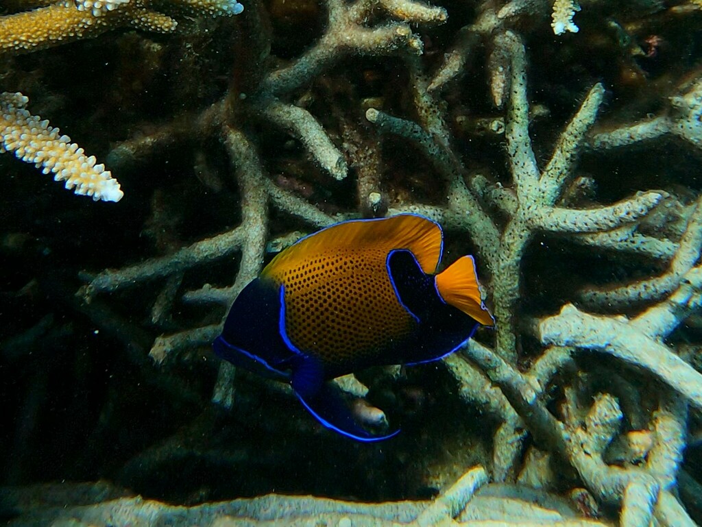 Bluegirdle Angelfish from Broome, WA, Australia on October 5, 2023 at ...