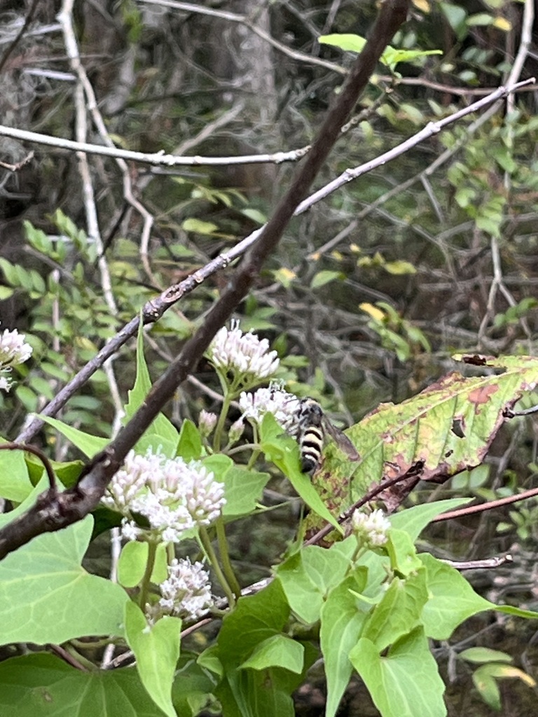 Feather-legged Scoliid Wasp from Lettuce Lake Park on October 11, 2023 ...