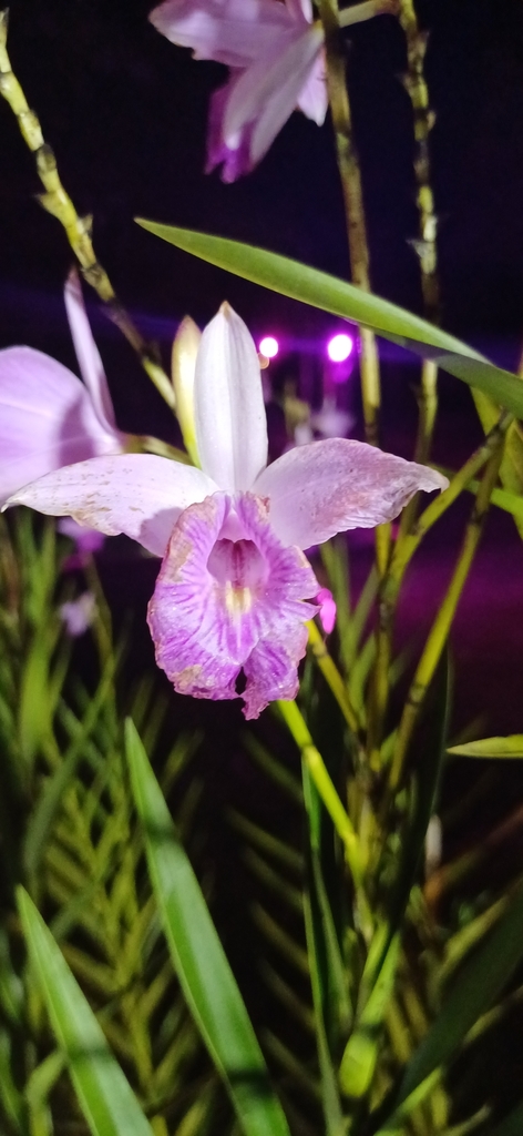 Bamboo Orchid from 59G5+M8 Bavaria, Villavicencio, Meta, Colombia on ...